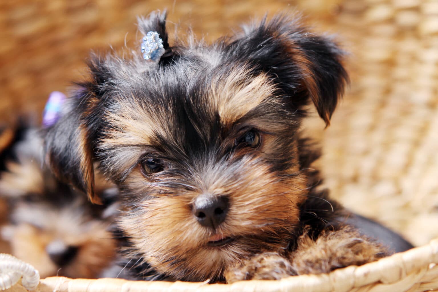 Yorkie Poo Puppies - Adorable Yorkipoo Mix for Sale | Crockett Doodles