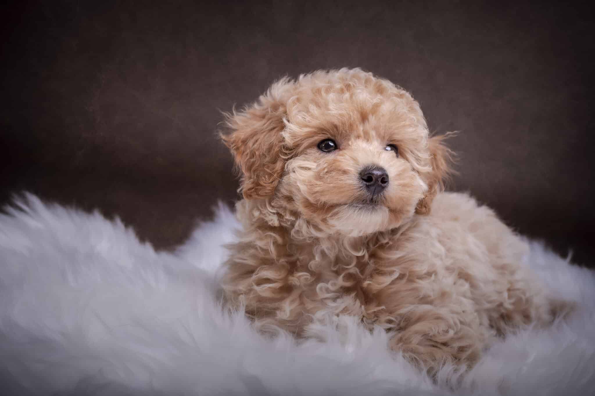 Maltipoo Size & Growth Guide - Teacup, Toy & Mini Maltipoo