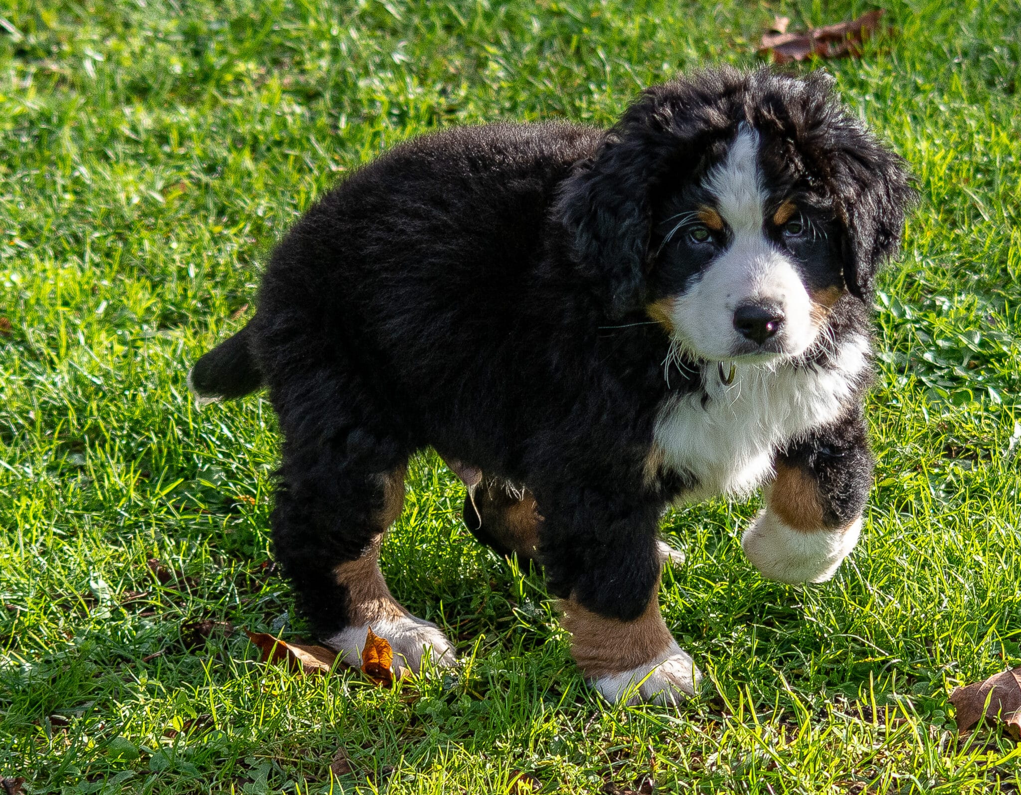 Micro Mini Bernedoodle: The Ultimate Loving Companion — Crockett Doodles
