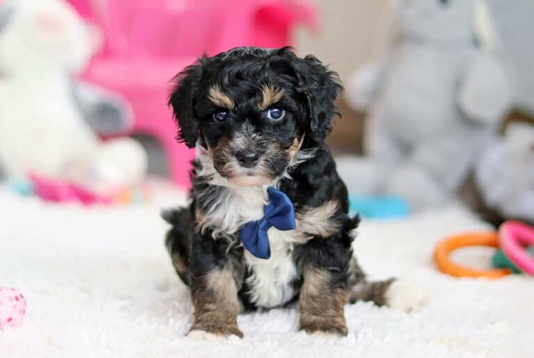 Bernedoodle Generations - F1, F1b, F2, Multigen Explained