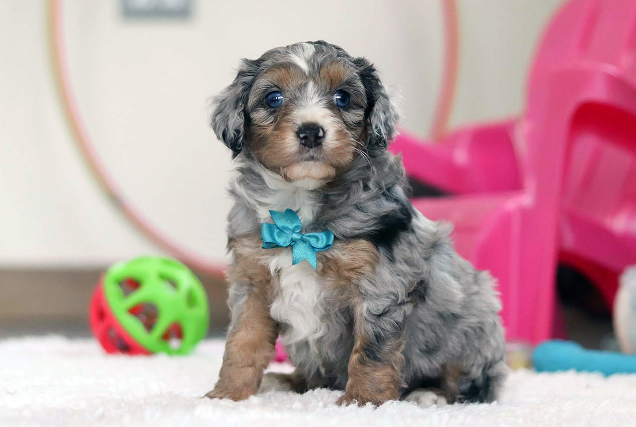 Micro Mini Bernedoodle: The Ultimate Loving Companion — Crockett Doodles