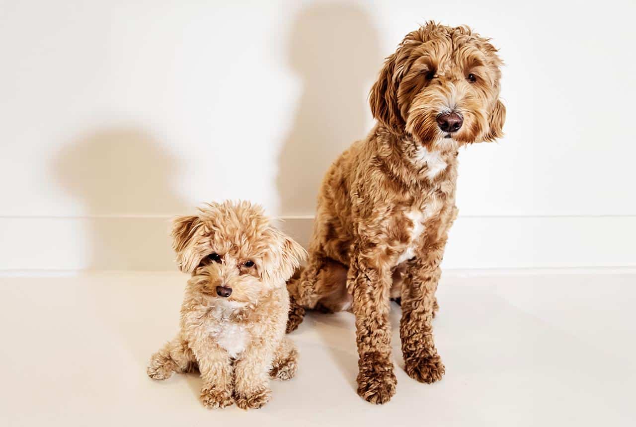 Springerdoodle Puppies and Mini Springerdoodle Puppies Puppies ...