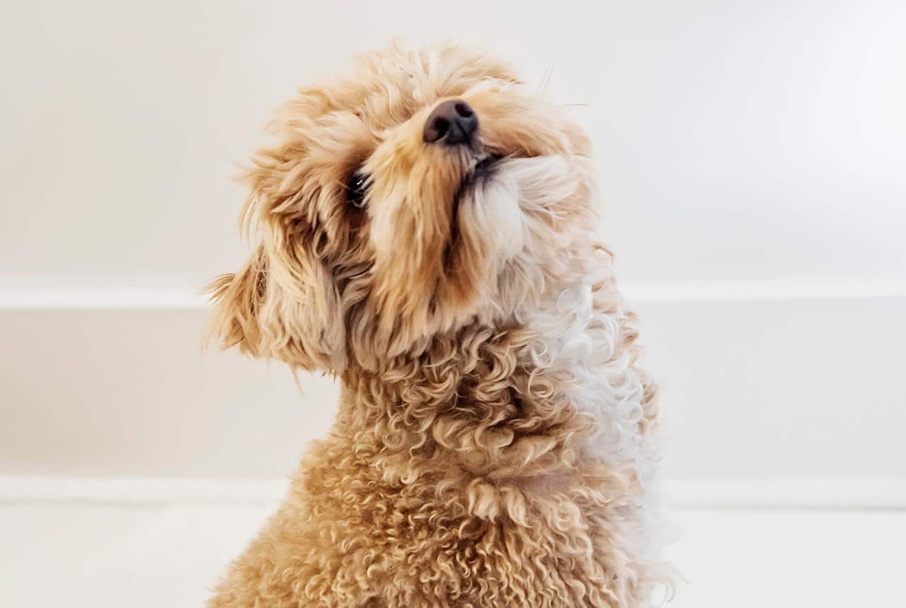 Bernedoodle Generations - F1, F1b, F2, Multigen Explained