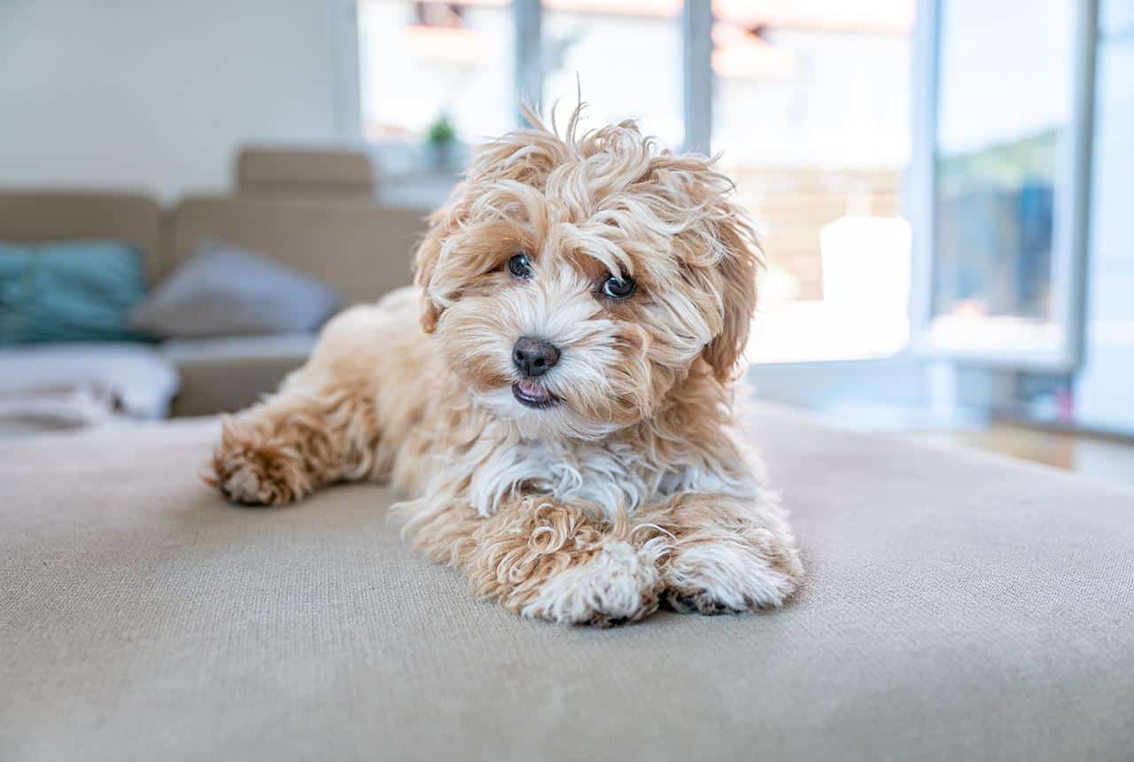 Maltipoo Size & Growth Guide - Teacup, Toy & Mini Maltipoo