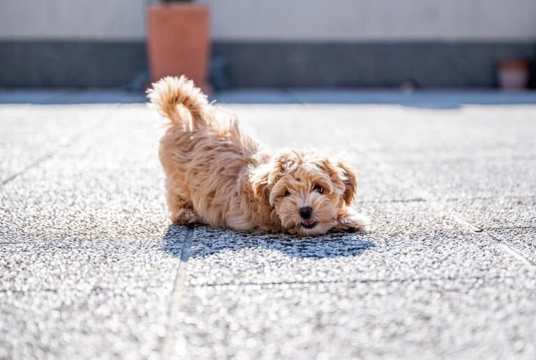 Maltipoo Size & Growth Guide - Teacup, Toy & Mini Maltipoo