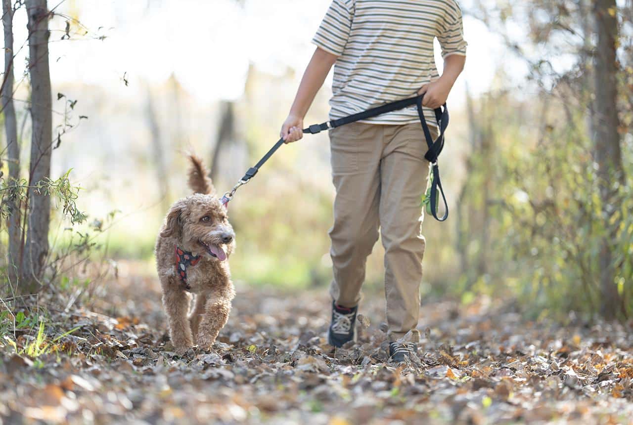 10 Exciting Weekend Activities to Enjoy with Your Doodle — Crockett Doodles