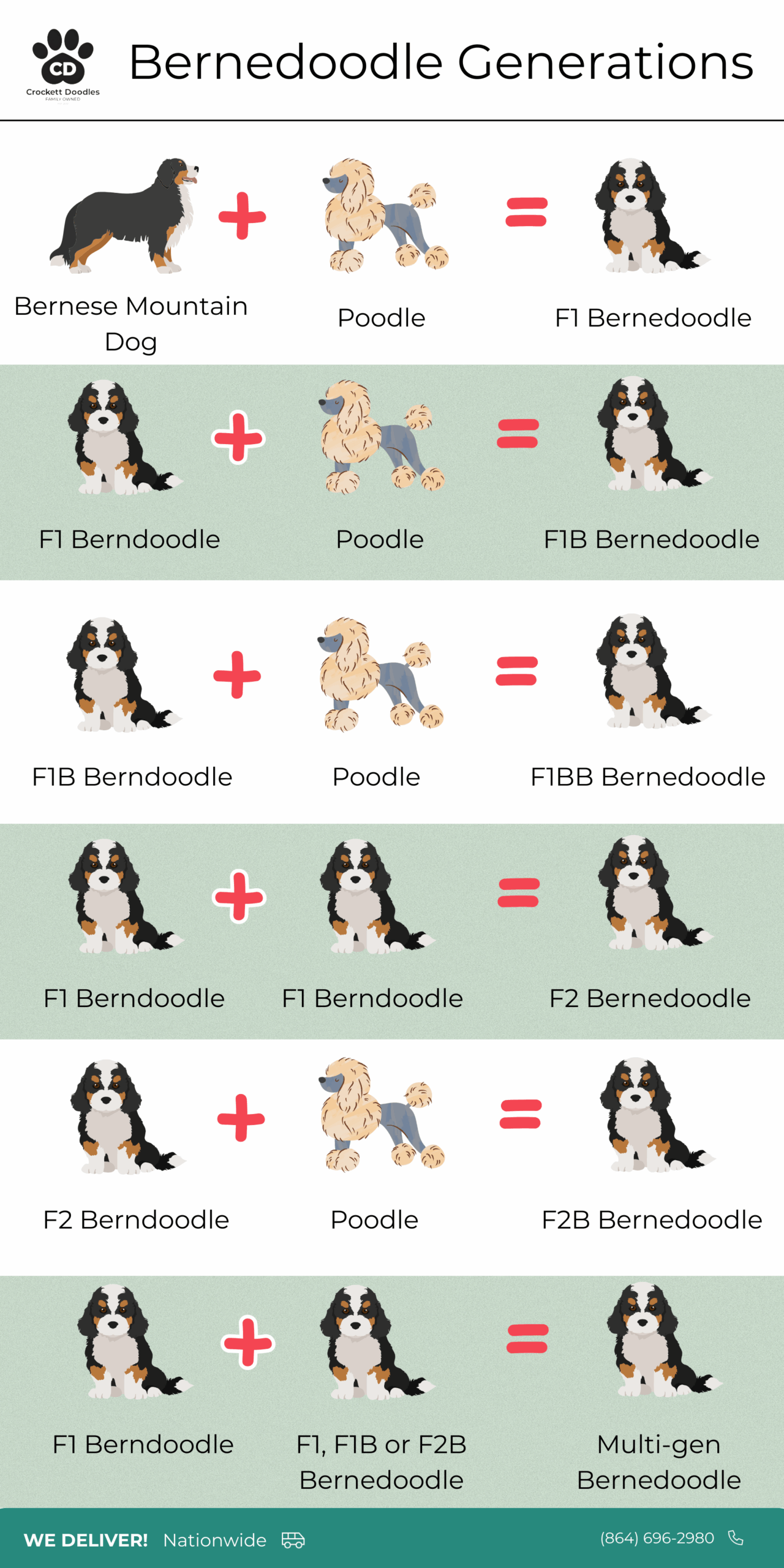 Bernedoodle Generations - F1, F1b, F2, Multigen Explained