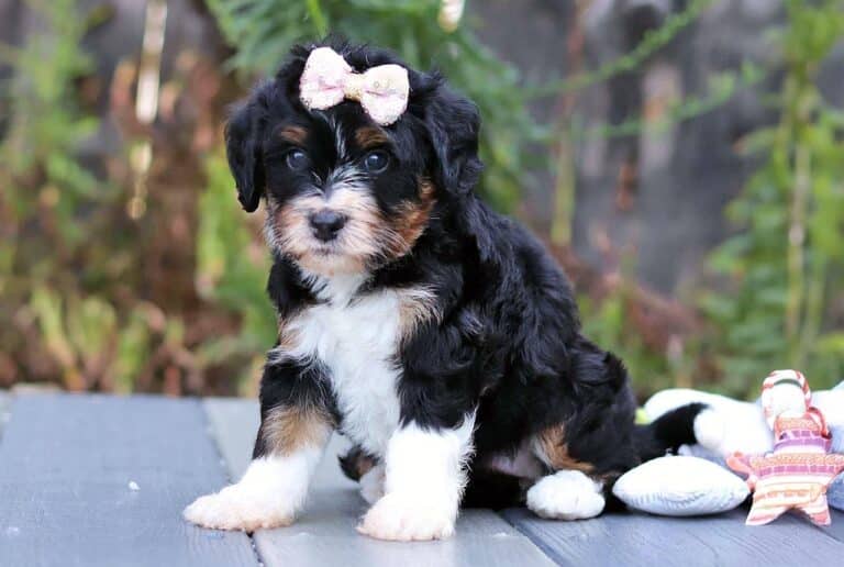 Bernedoodle Generations - F1, F1b, F2, Multigen Explained