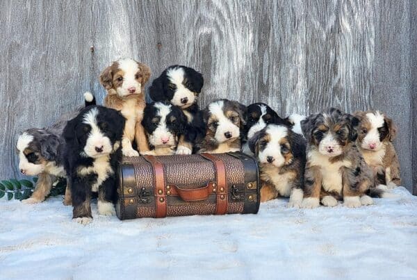 Bernedoodle Generations - F1, F1b, F2, Multigen Explained