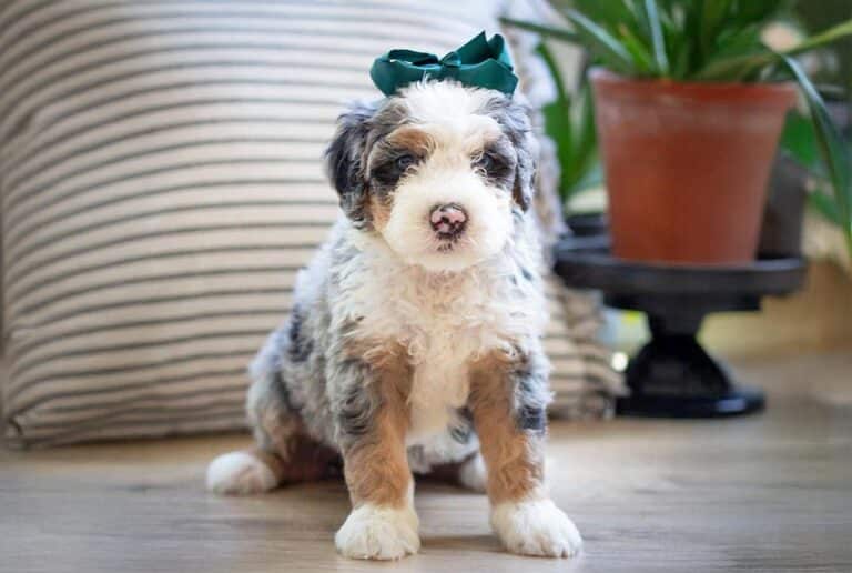 Bernedoodle Generations - F1, F1b, F2, Multigen Explained