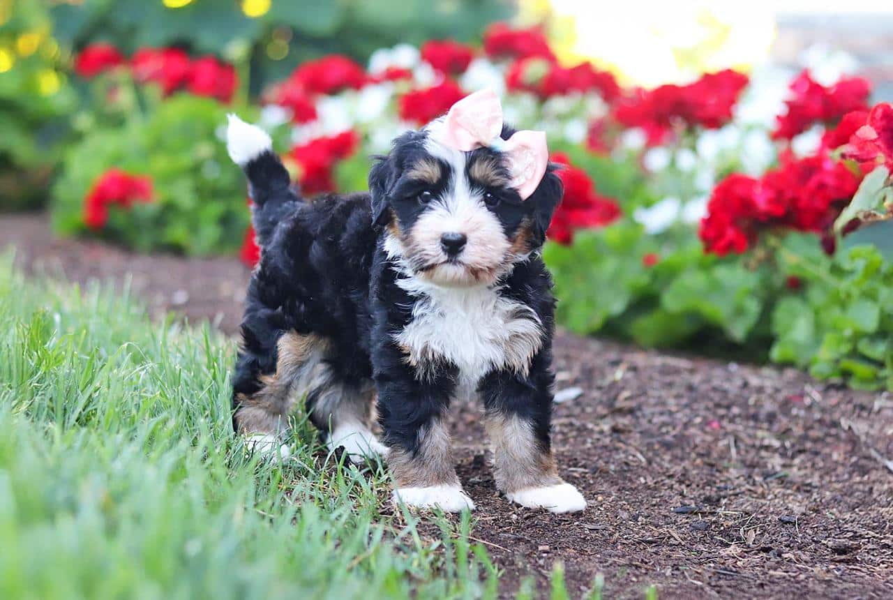 Bernedoodle Generations - F1, F1b, F2, Multigen Explained