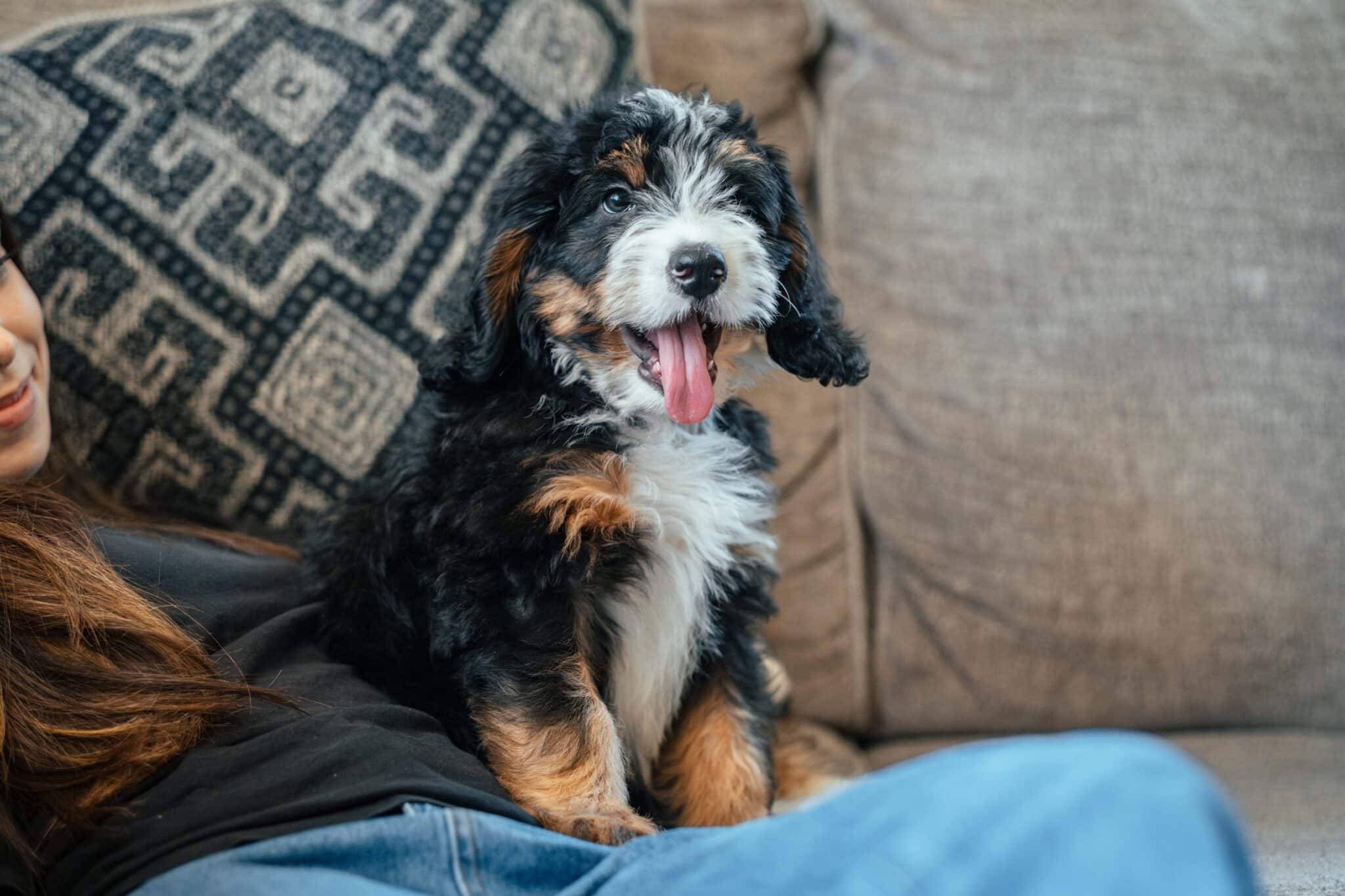 positive reinforcement training Doodles Archives — Crockett Doodles