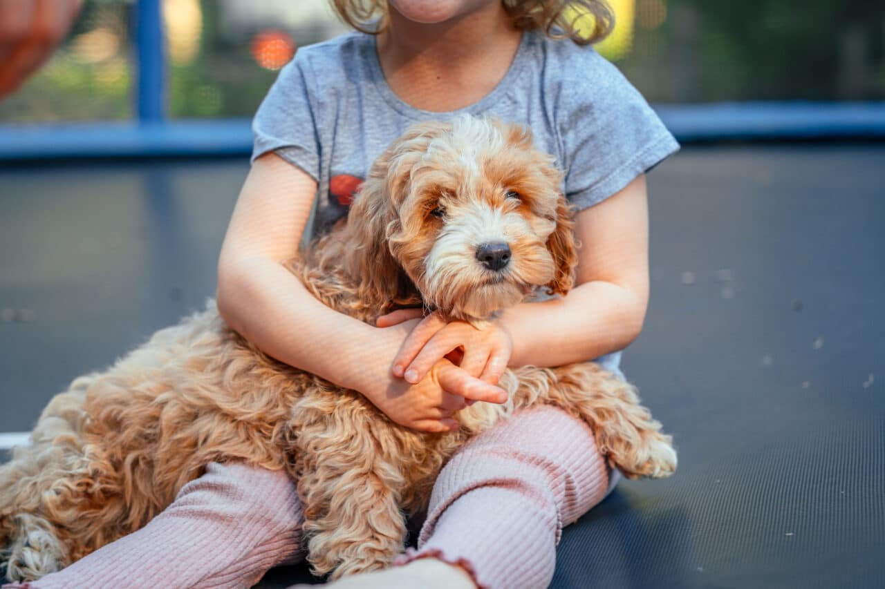 Unlock Your Puppy: Socialization Hacks for Confident Doodles