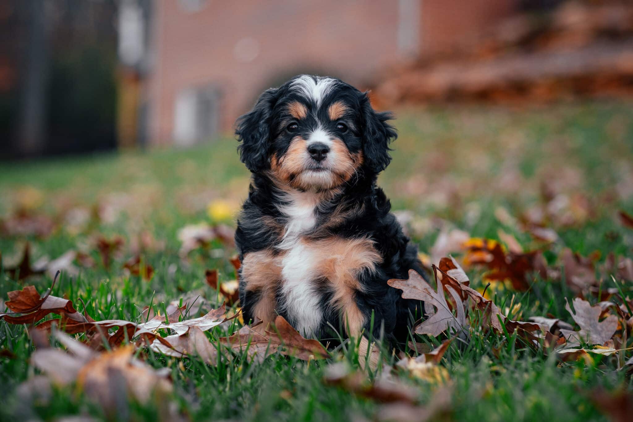 Ultra Bernedoodle Guide: Size, Temperament, Health & Cost