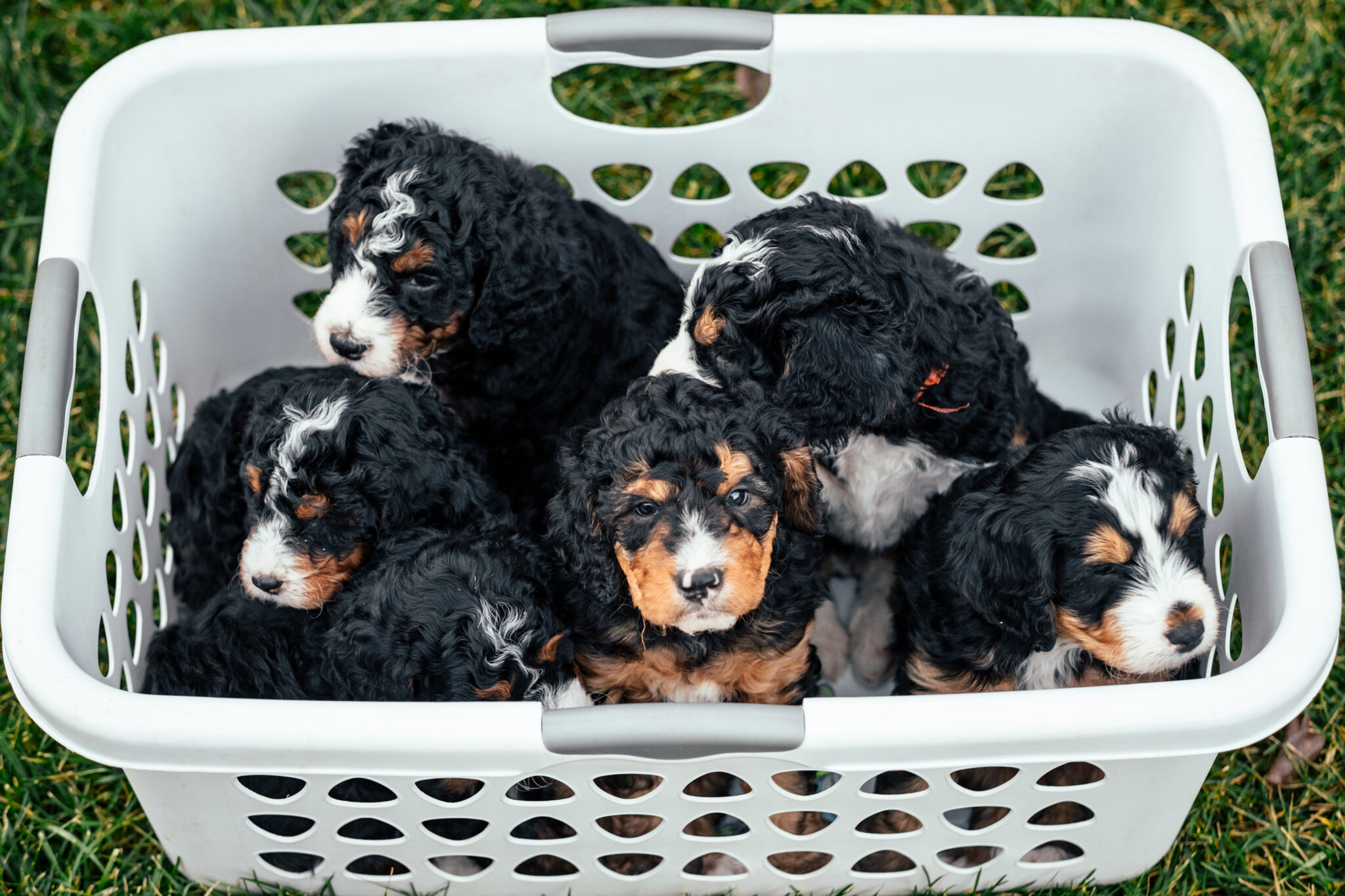 Micro Mini Goldendoodle: Tiny Size, Big Personality