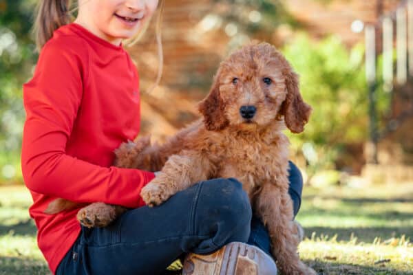 Micro Mini Goldendoodle: Tiny Size, Big Personality