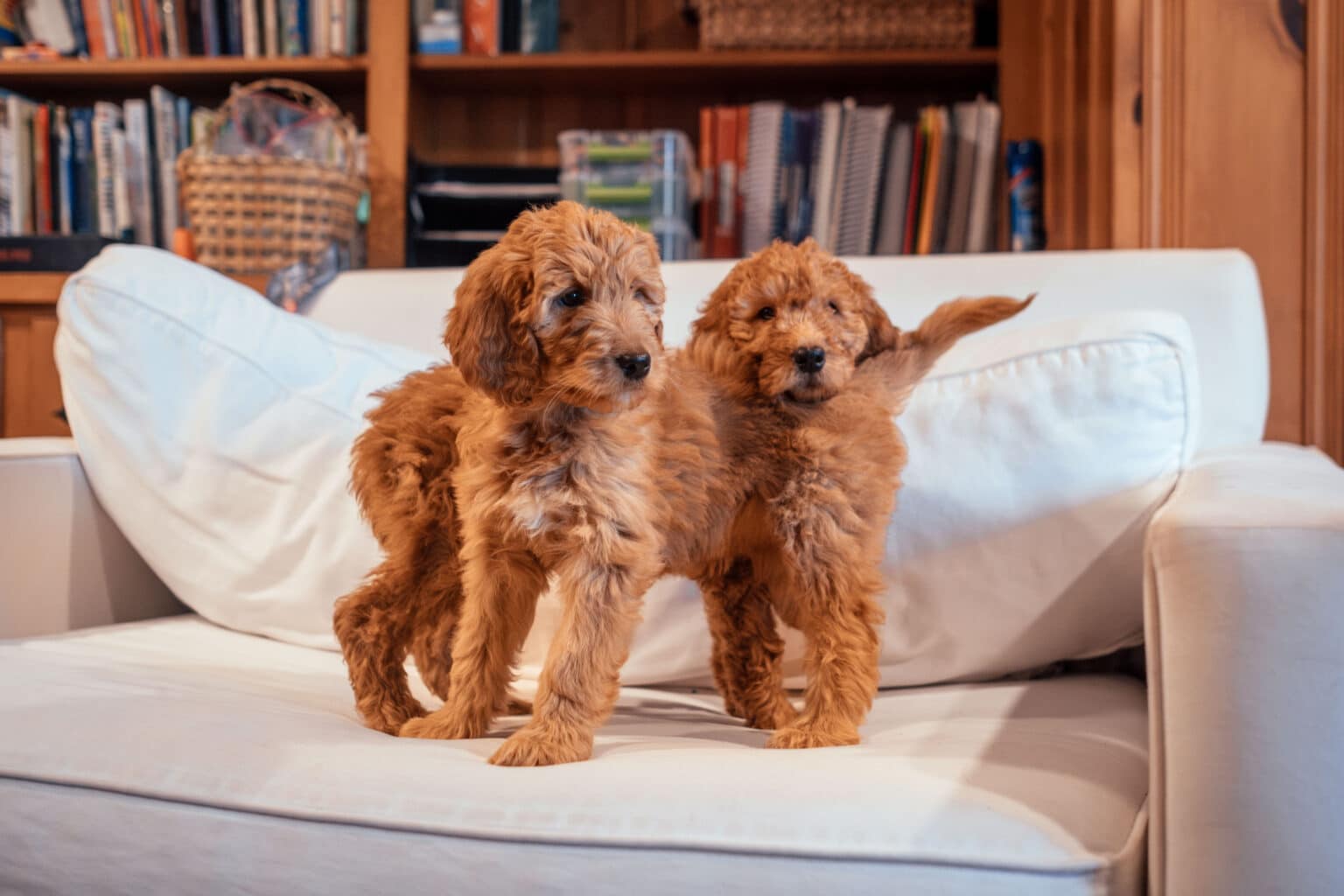 Micro Mini Goldendoodle: Tiny Size, Big Personality