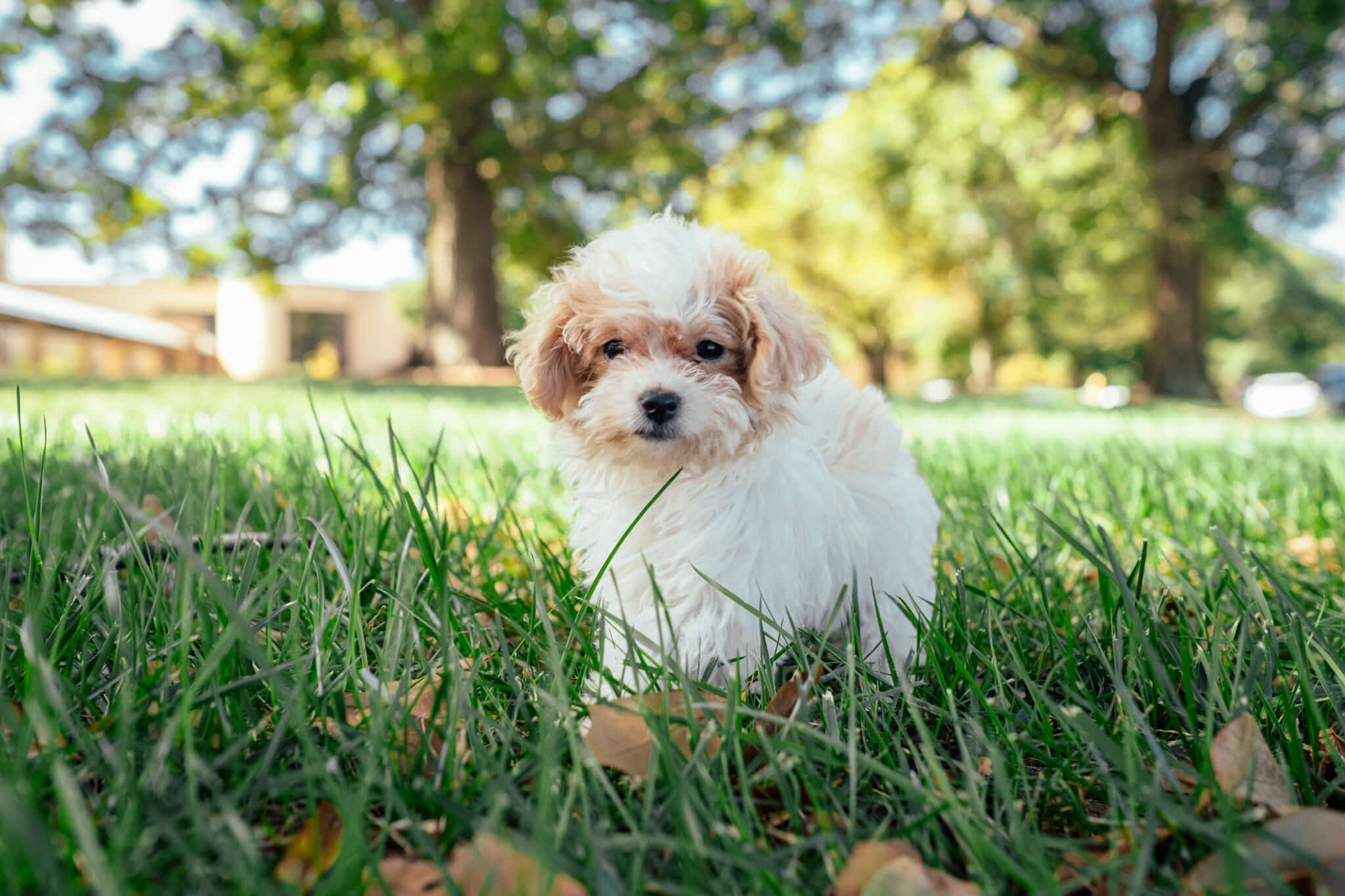 Maltipoo Puppy to Adulthood Archives — Crockett Doodles