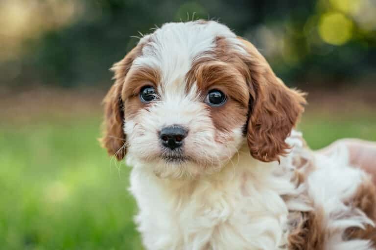 How Doodle Breeder Innovation Is Changing Pet Adoption